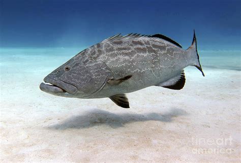 Block Grouper 10 Photograph By Daryl Duda Fine Art America