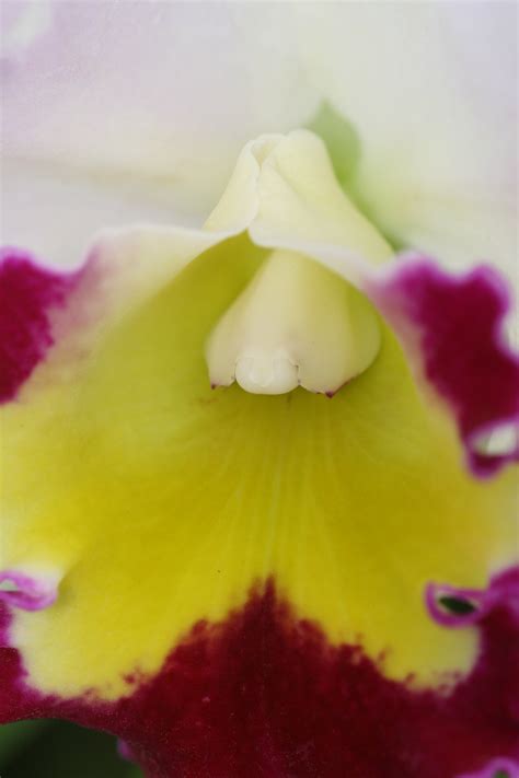 Blc Beauty Girl ‘c U Kova Blc Port Green X Blc Chian Tzy Lass