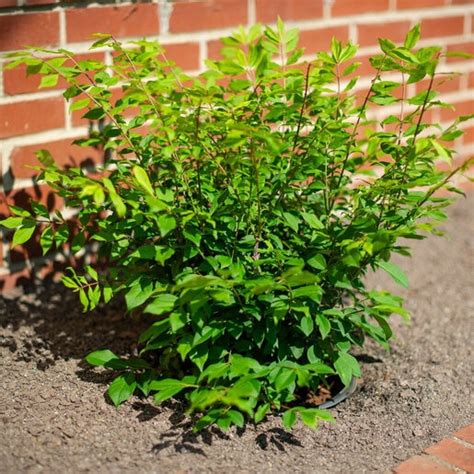 Euonymus Alatus Compactus Dwarf Burning Bush