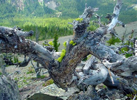 Knarled Tree On Mountain Top Free Photo Download Freeimages