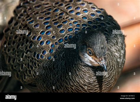 The Grey Peacock Pheasant Feeds On Seeds Insects And Fruits This