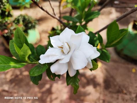 Redmi Note Pro Review Prime Mid Range Contender