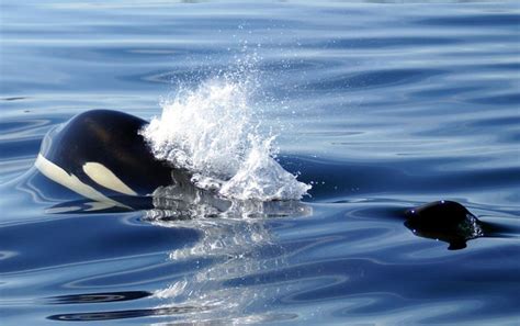 Experience Orcas In Their Natural Habitat
