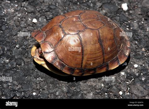 Box Turtle Hiding In Its Shell Stock Photo Alamy