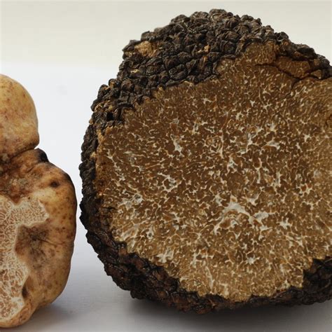 Truffle Growing Areas In Australia Map Source Bureau Of Meteorology