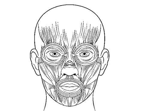 Imagenes De Los Musculos De La Cara