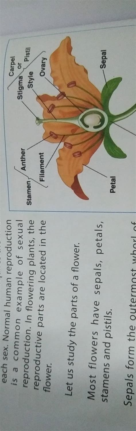 Each Sex Normal Human Reproduction Is A Common Example Of Sexual Reprodu