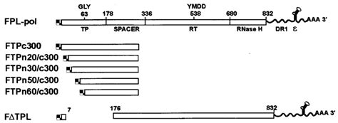 Amino Terminal Deletions Of The Tp Domain The Structures Of