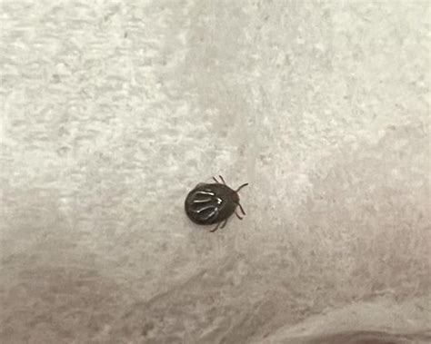 Tick Blitz How Community Science Is Helping New York State Monitor