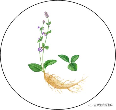 第三期：让股骨头起死回生的中医治疗之草药篇（一） 春雨医生