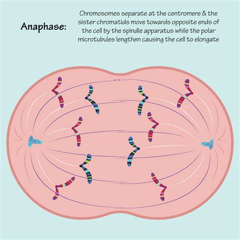 What Is Anaphase In Cell Cycle Free Worksheets Printable