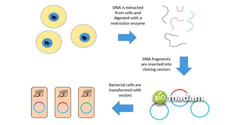 difference between pcr and recombinant dna technology biomadam