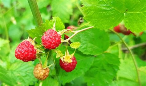Premium Photo Crop Of Raspberry With Ripe Berries Fresh And Sweet Red
