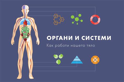 Органи и системи как работи нашето тяло For Life