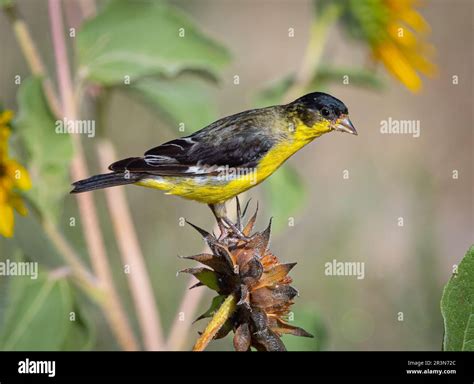 A Beautiful Lesser Goldfinch Caught Gleening Seeds From A Mexican