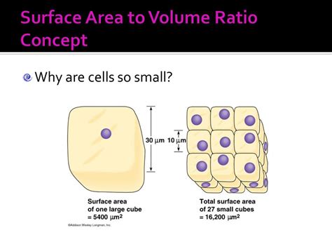 Surface Area To Volume Ratio Concept Ppt Download