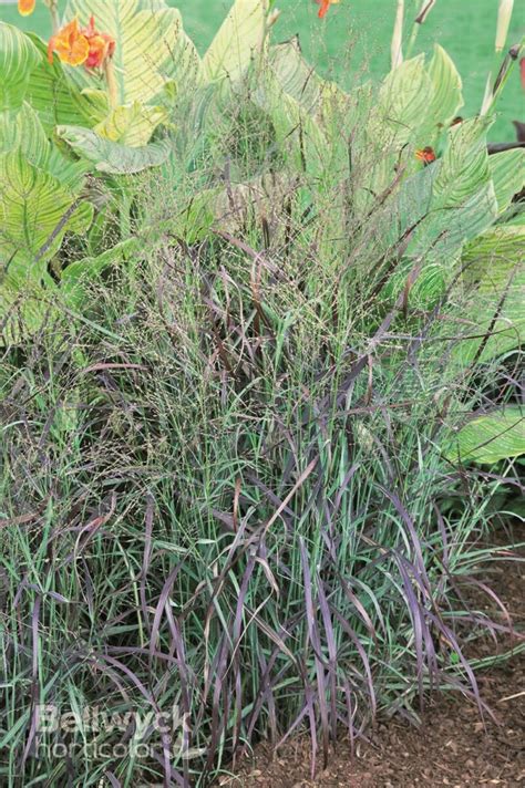 Panicum Virgatum ‘ruby Ribbons Pp19367 Norview Gardens Ltd