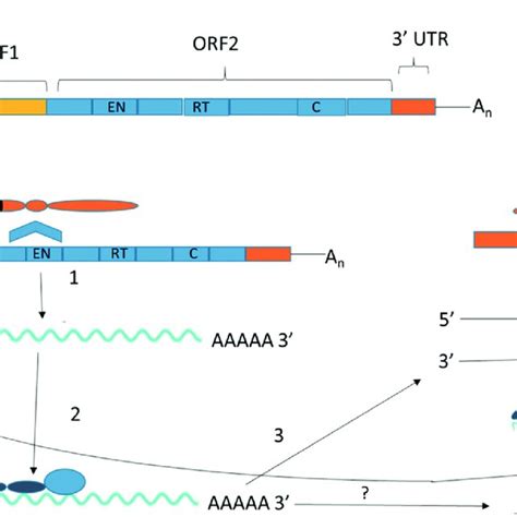The Structure Of An Alu Element A The Upper Portion Depicts A