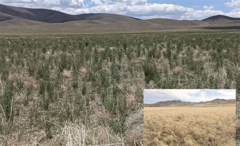 Nature Notes Replacing Cheatgrass