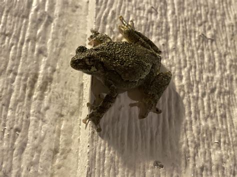 Help Me Name Our Beeg Shed Frog Friend R Goblincore