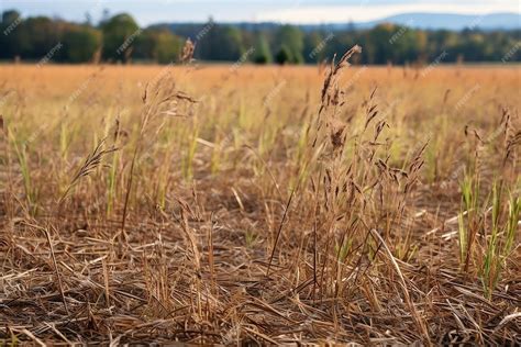 Premium Photo Patches Of Brown Dying Grass In Field