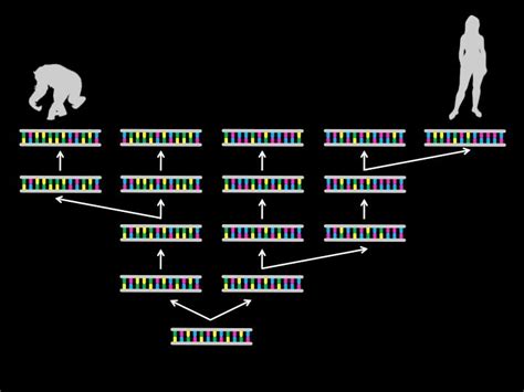 Human Dna Sequence Example