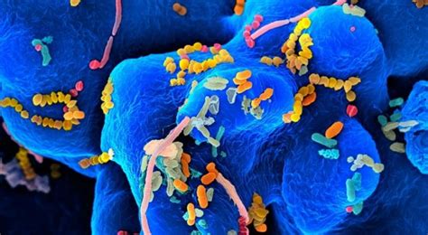 Microbiome Diversity Depends On Age And Sex Biocompare The Buyer S Guide For Life Scientists