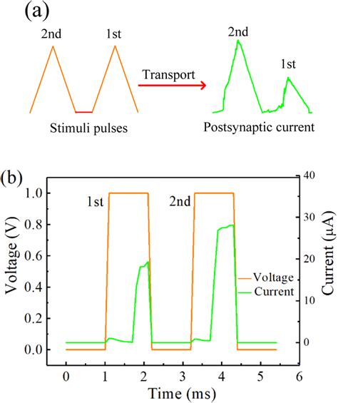 A The Diagram Of Ppf Phenomenon In A Biological Synapse B The Ppf