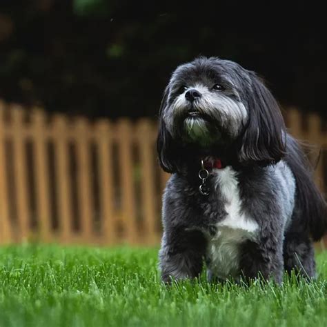 Shih Tzu Coat Colors Shih Tzu Time