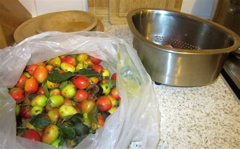 Coldhamcuddliescalling Sampling Local Foraging Opportunities As Well