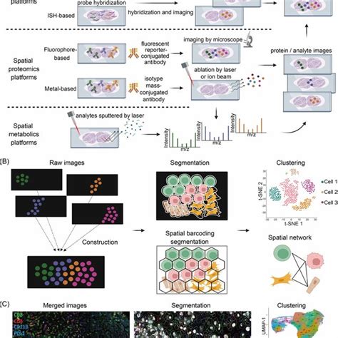 Mass Spectroscopy Based Spatial Metabolomic Platforms Download Scientific Diagram