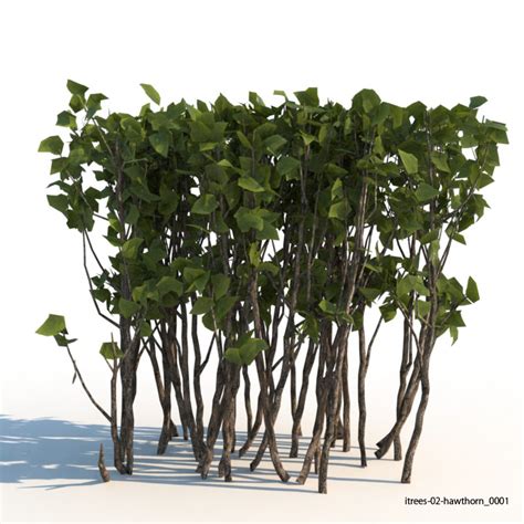 SKETCHUP TREE MODELS Update Link Google Drive 2018 04 28 ANARCHIVN