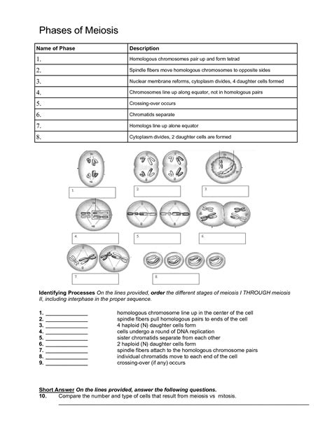 Meiosis Worksheet Vocabulary Answers E