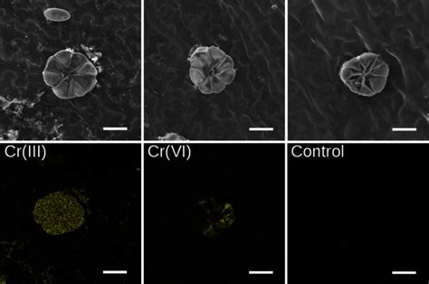 Representative Qualitative Maps Of Chromium Distribution In Download Scientific Diagram