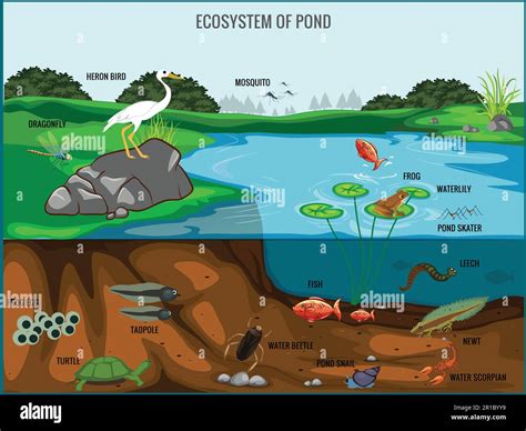 Ponds And Lakes Biome