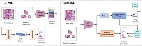 論文レビュー Dsagl Dual Stream Attention Guided Learning For Weakly