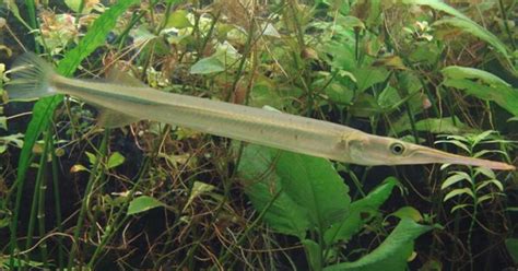 Gar Fish Breed Information And Pictures Everything About Gar