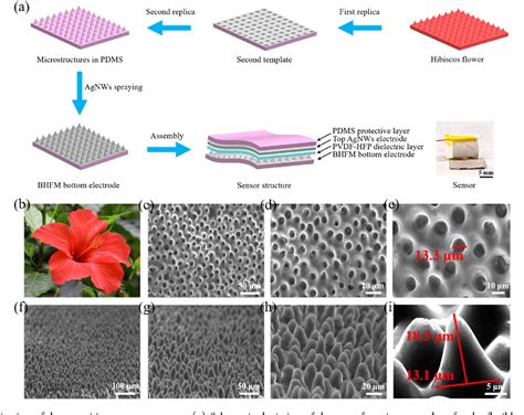 Figure 1 From High Sensitivity Flexible Capacitive Pressure Sensors Based On Biomimetic Hibiscus