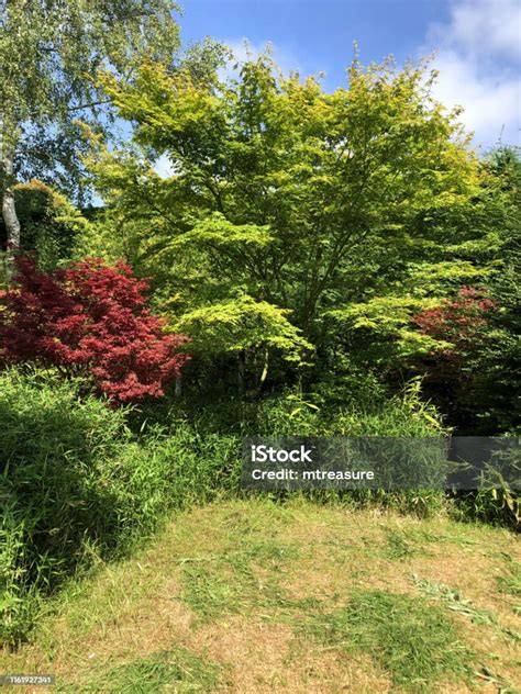 뜨거운 여름 가뭄 후 이끼의 말린 갈색 잔디 잔디 패치와 함께 햇볕이 잘 드는 그늘조경 된 뒤 정원의 이미지 푸시 잔디 깎는 기계와 Strimmer와 깎기 죽은 패치 잔디를