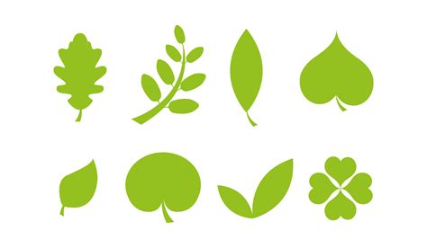 Set Of Various Tree Leaves PNG Set Of Various Tree Leaves PNG