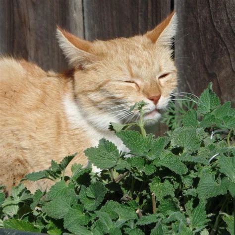 Catnip Sow True Seed