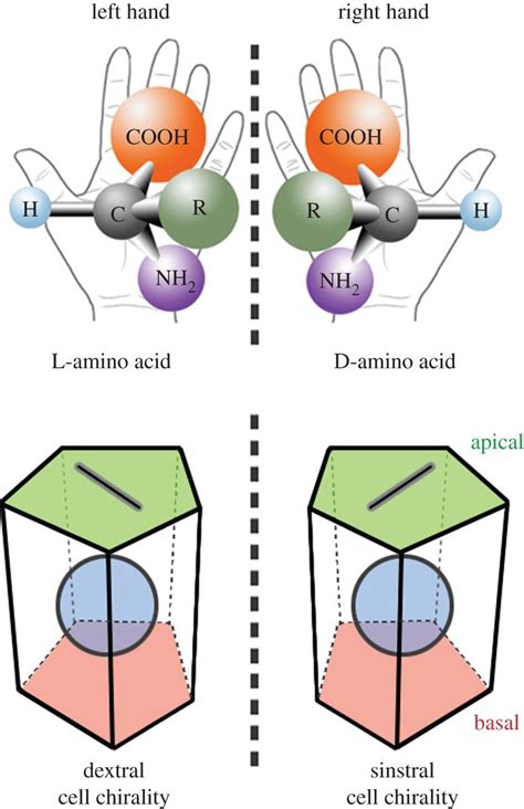 Cell Chirality Its Origin And Roles In Left Right Asymmetric Development Philosophical