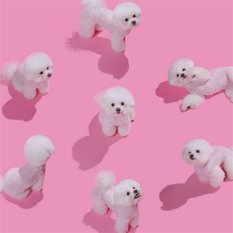 강아지사진관 반려견스튜디오 증멍사진ㅣ오디너리독스 우리 아이는 앉아 기다려가 어렵다 천방지축 동에번쩍 서에 번쩍이다 그러면 당연히 “독패턴” 컨셉입니다 강아지