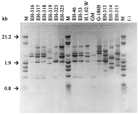 rapd pcr patterns obtained for h capsulatum isolates from different