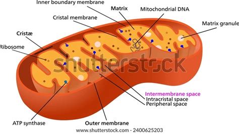 1 Krebs Cycle Bacteria Stock Vectors And Vector Art Shutterstock