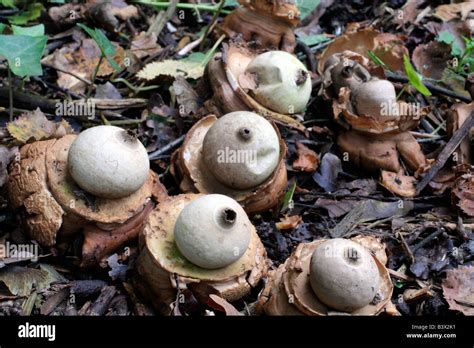 Fungi Hi Res Stock Photography And Images Alamy