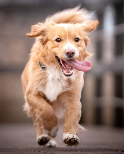 Mini Golden Retriever Mix What Are Golden Minis Mini Golden