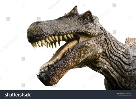 Head Spinosaurus Aegyptiacus Spinosaurus Aegyptiacus Carnivore Stock