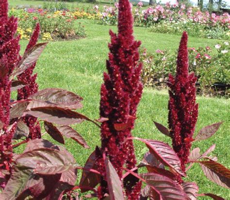 225 Seeds Amaranth Pygmy Torch Mix Seeds Garden Flower Easy To Grow Eblynam