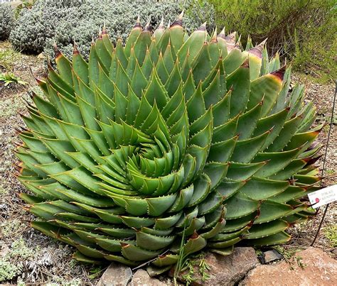 Fibonacci Sequence In Nature 10 Amazing Examples Math Blog Edutools